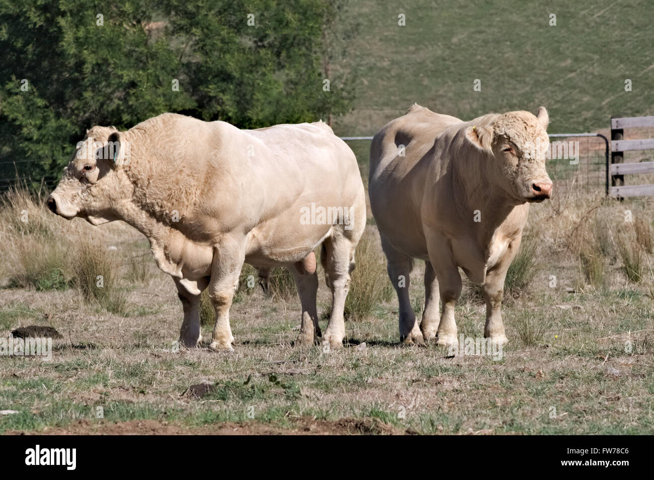 Two bulls standing in hi-res stock photography and images - Alamy