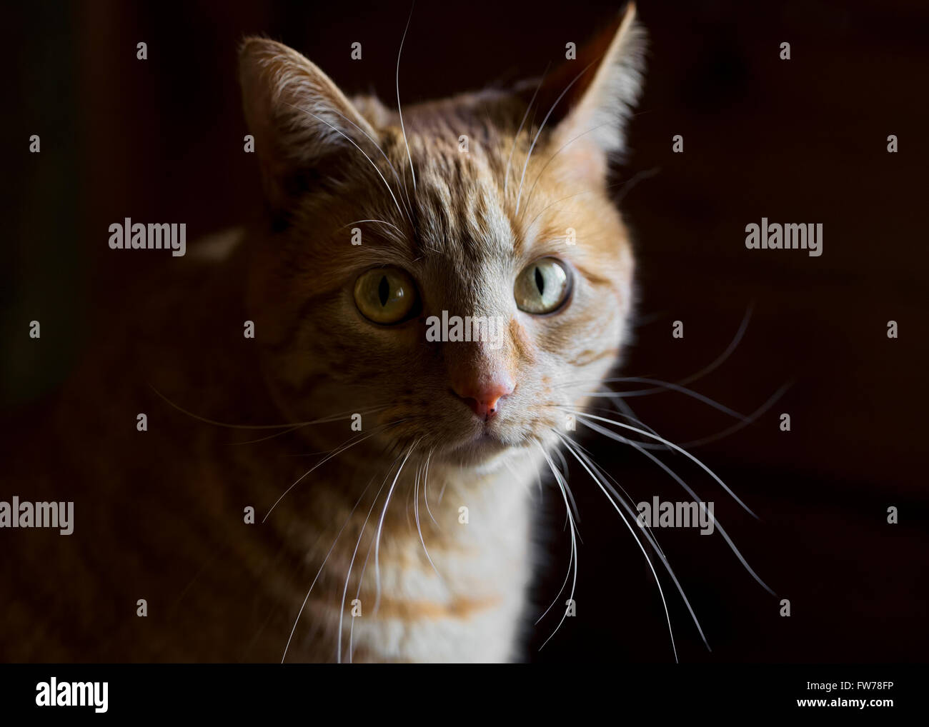 Cat, headshot portrait by window light Stock Photo - Alamy