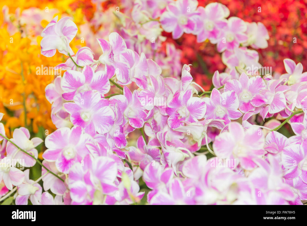 orchid - beautiful orchid field,sensitive focus Stock Photo - Alamy