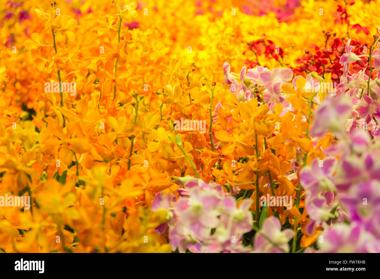 orchid - beautiful orchid field,sensitive focus Stock Photo - Alamy