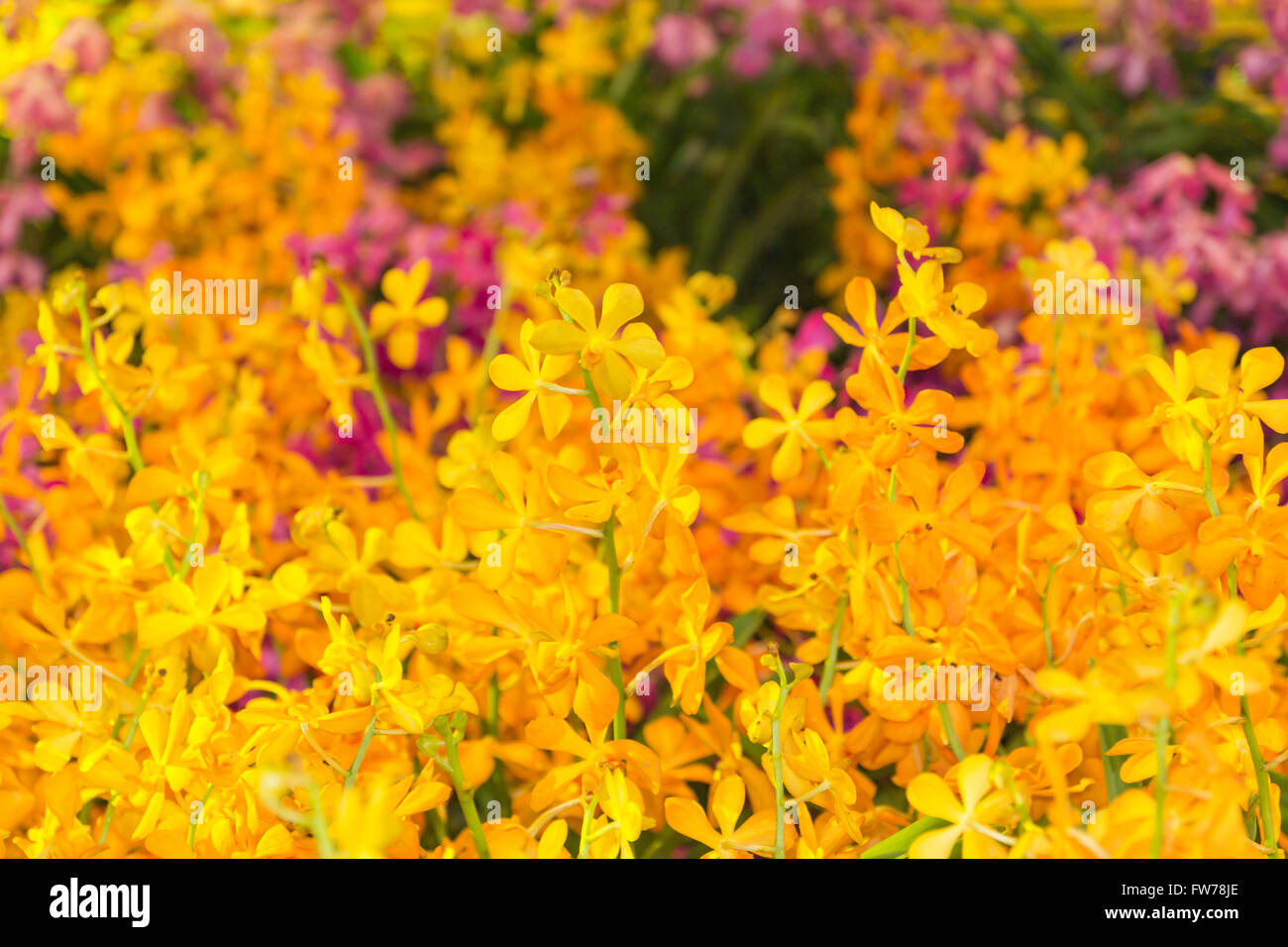 orchid - beautiful orchid field,sensitive focus Stock Photo - Alamy