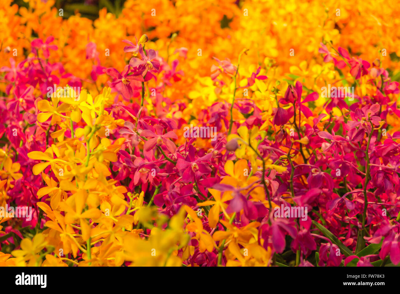 orchid - beautiful orchid field,sensitive focus Stock Photo - Alamy