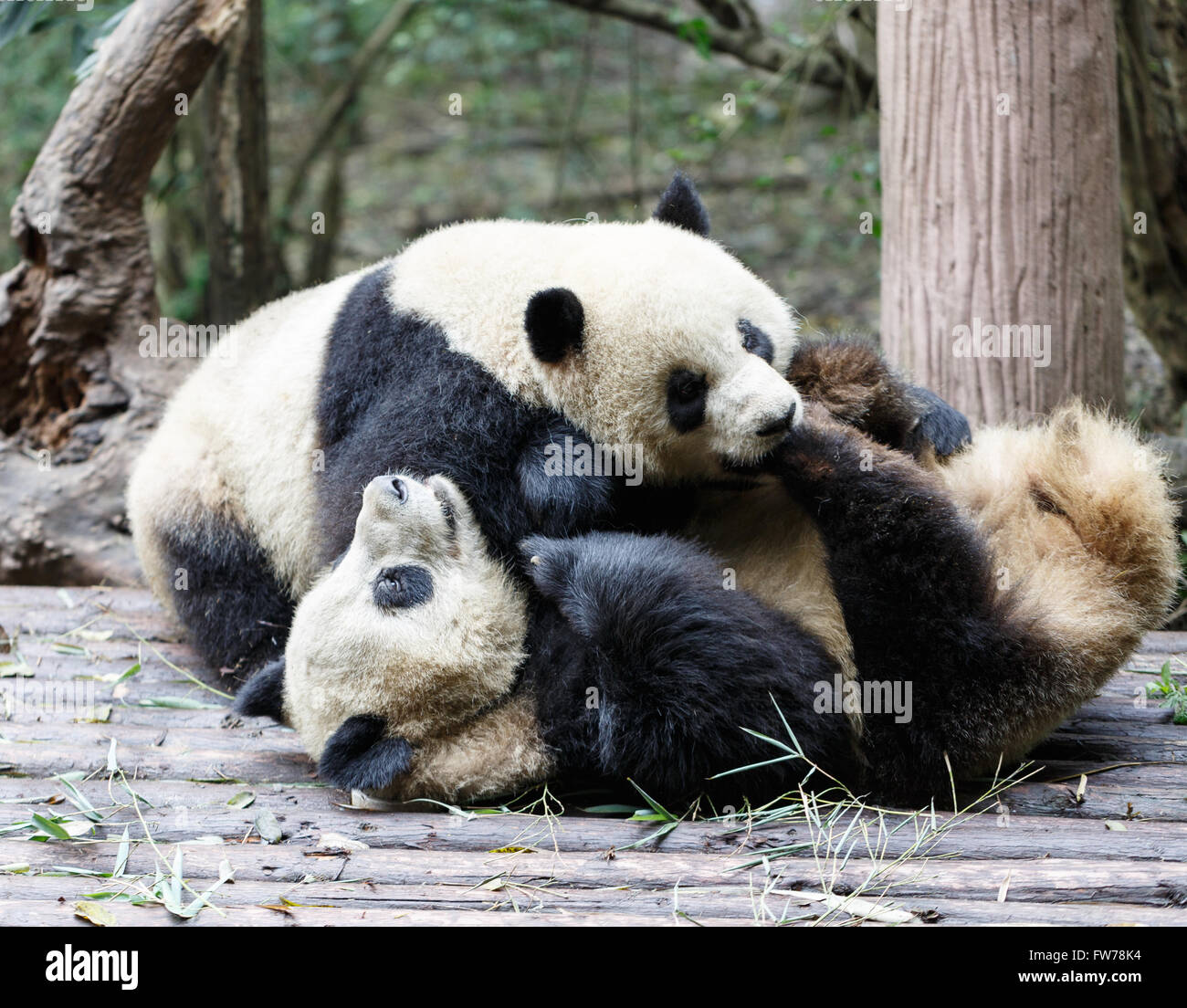 Two giant pandas are playing Stock Photo - Alamy