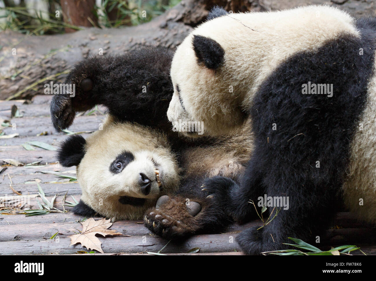 Giant Pandas Playing