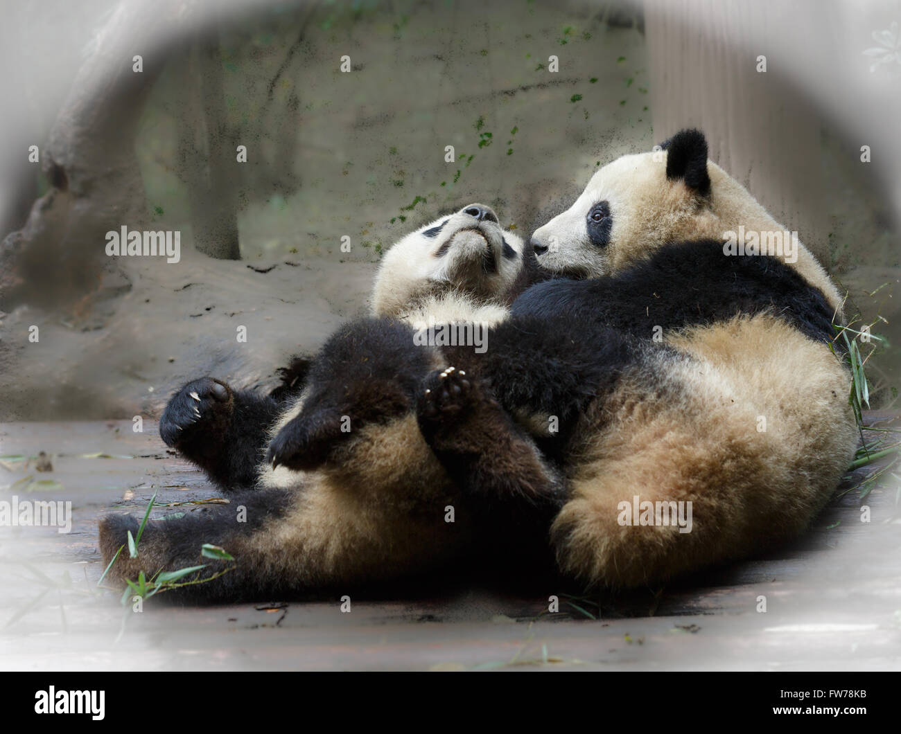 Giant pandas hi-res stock photography and images - Alamy