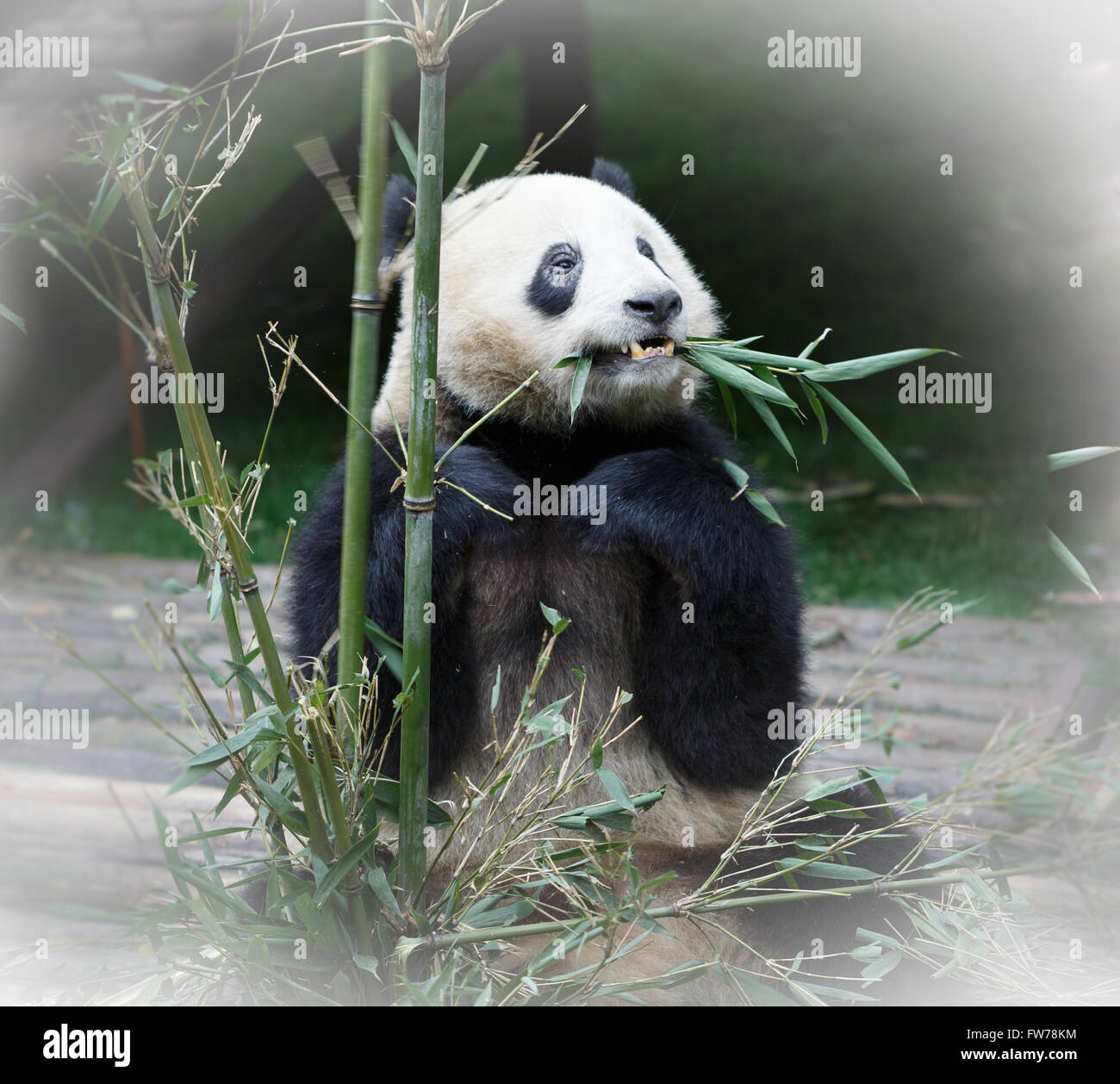 A Panda is eating bamboo Stock Photo - Alamy