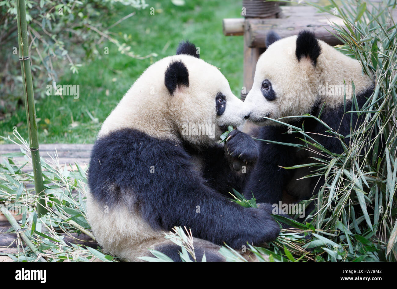 Two giant pandas are playing Stock Photo - Alamy