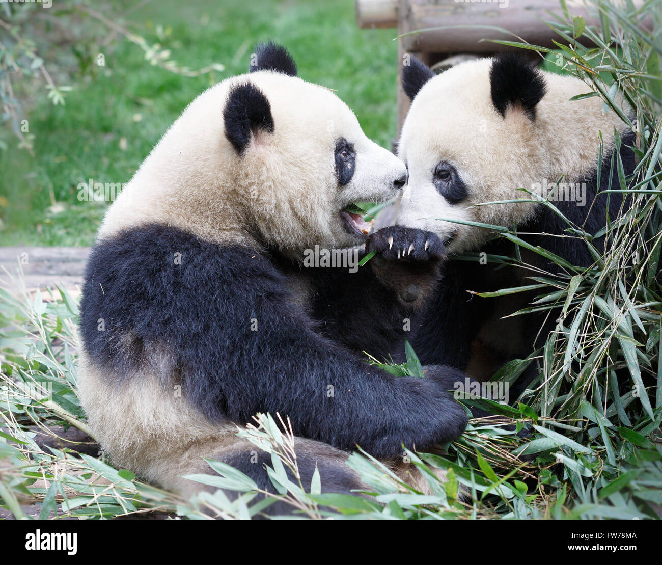 Pandas Playing Stock Photos & Pandas Playing Stock Images - Alamy