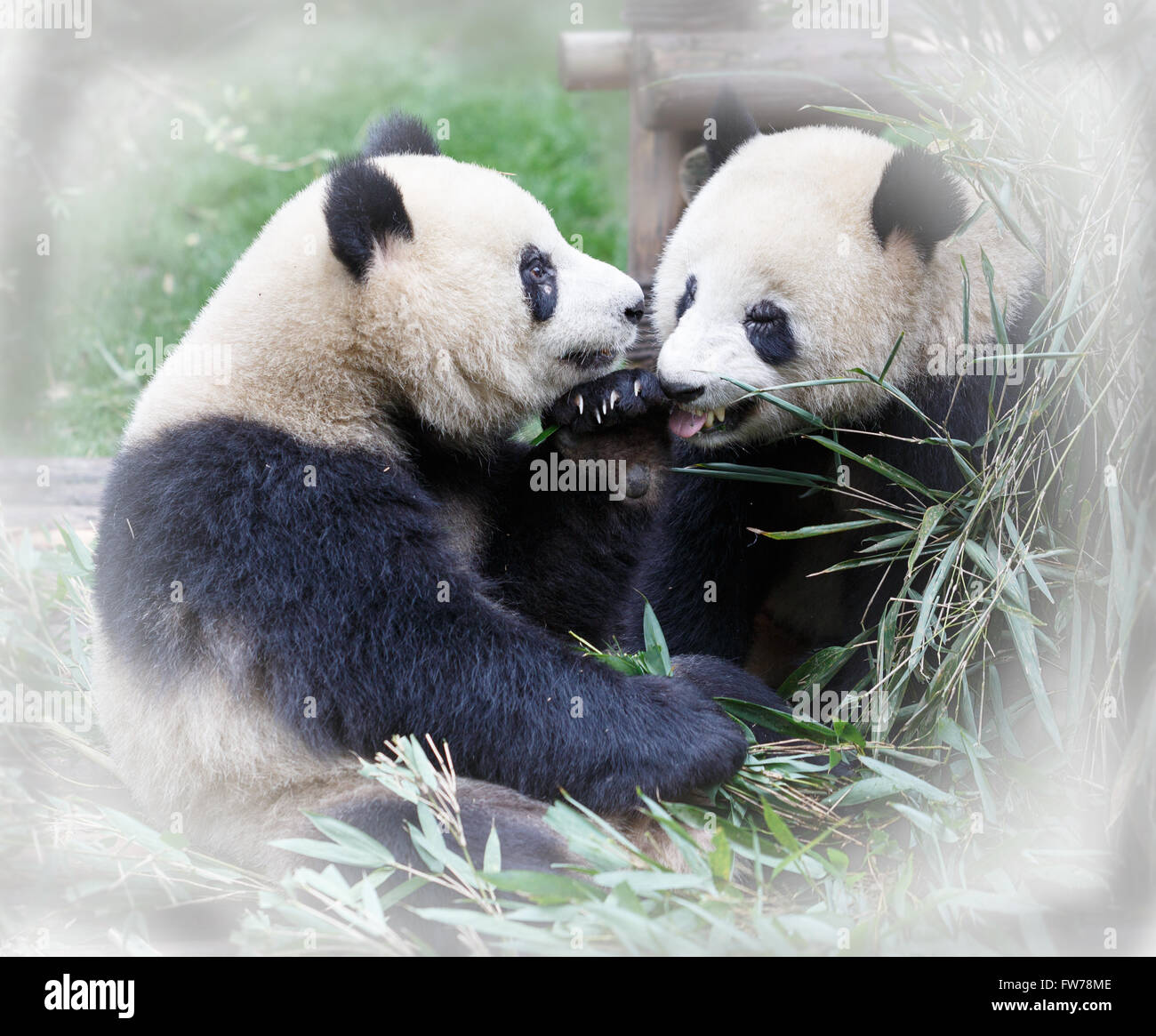 Two giant pandas are playing Stock Photo - Alamy