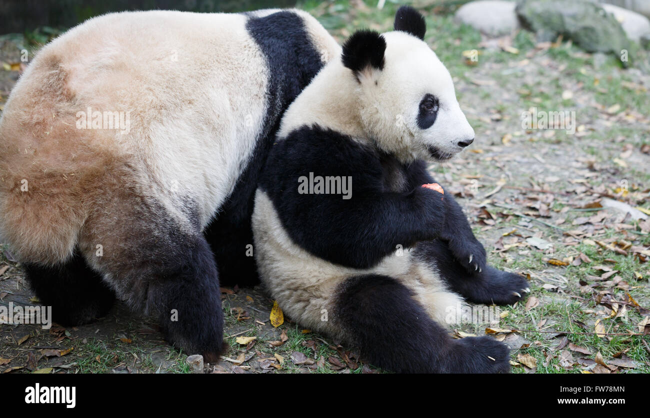 Two giant pandas are playing Stock Photo - Alamy