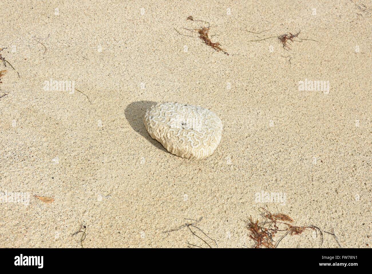 Sea shells and coral on the beach in Puerto Rico Stock Photo - Alamy