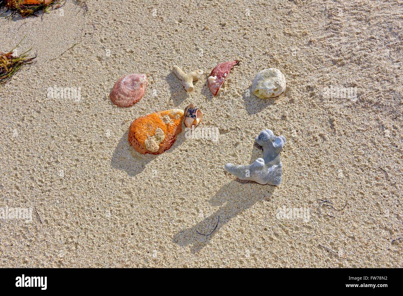 Sea shells and coral on the beach in Puerto Rico Stock Photo - Alamy