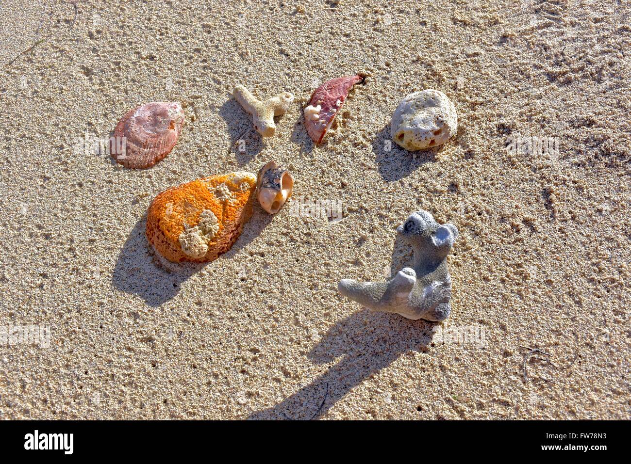 Sea shells and coral on the beach in Puerto Rico Stock Photo - Alamy