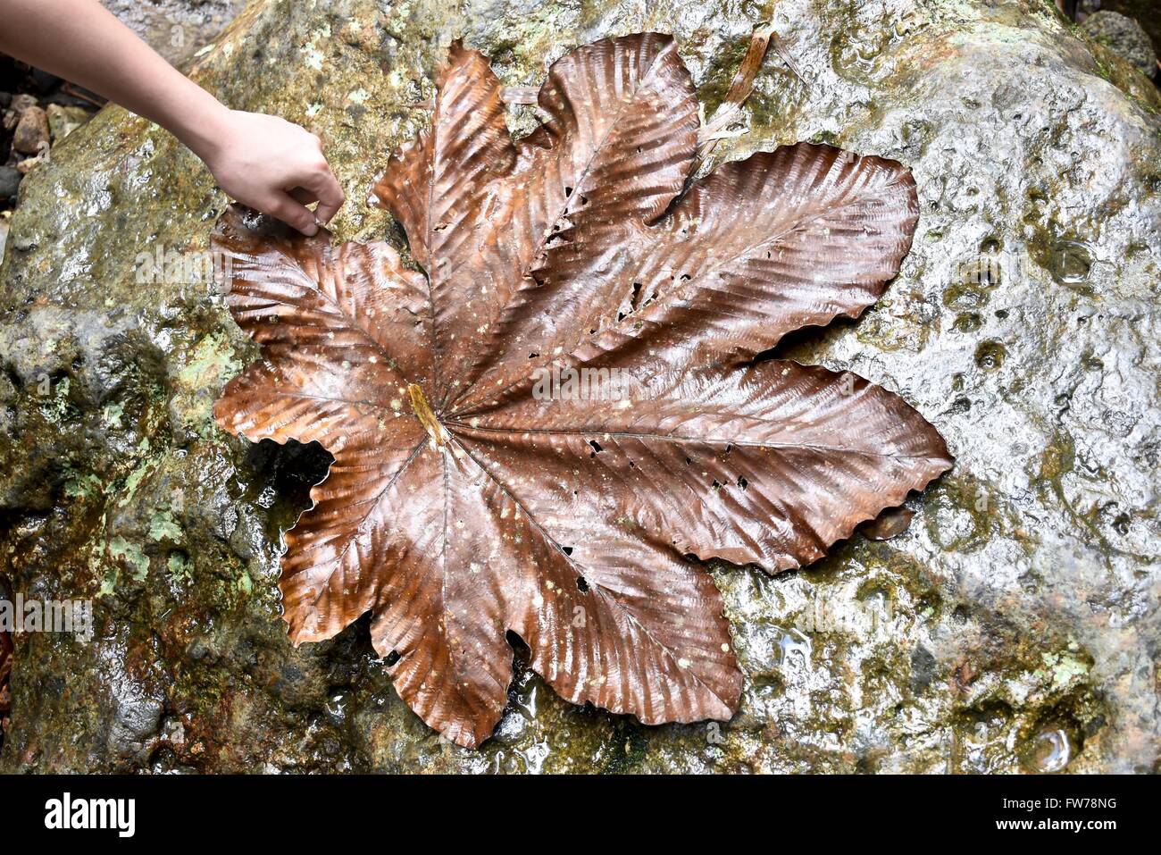 A large leaf in the rainforest of Puerto Rico Stock Photo - Alamy