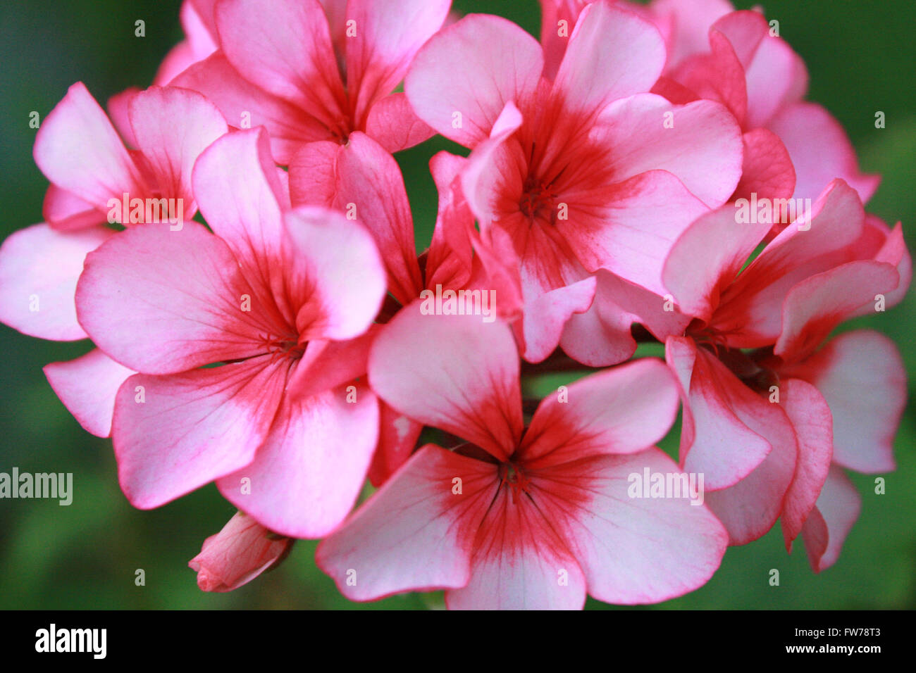 A Geranium flower close up Stock Photo - Alamy