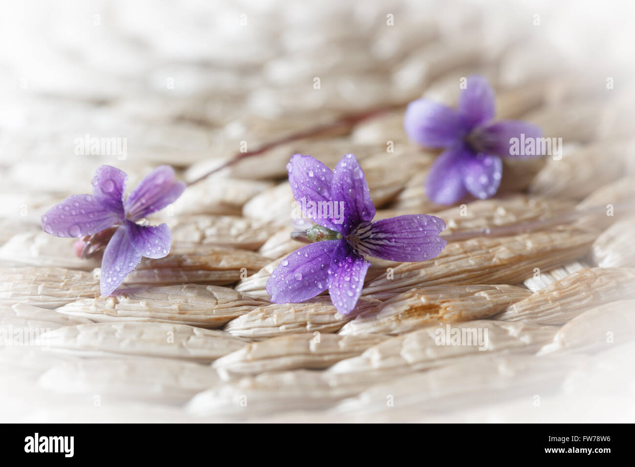 Three violet hi-res stock photography and images - Alamy