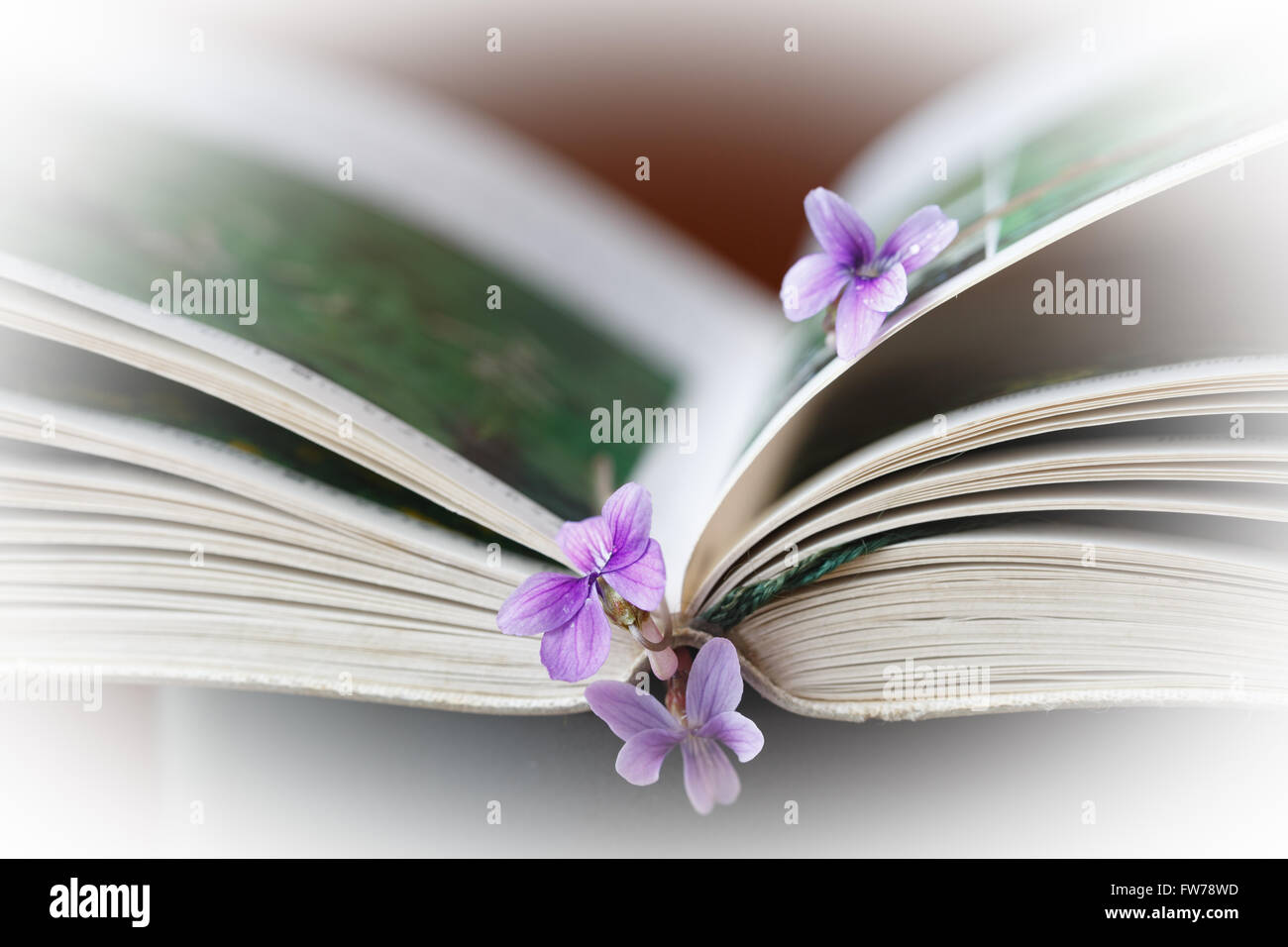 Violet and open book, art background Stock Photo - Alamy