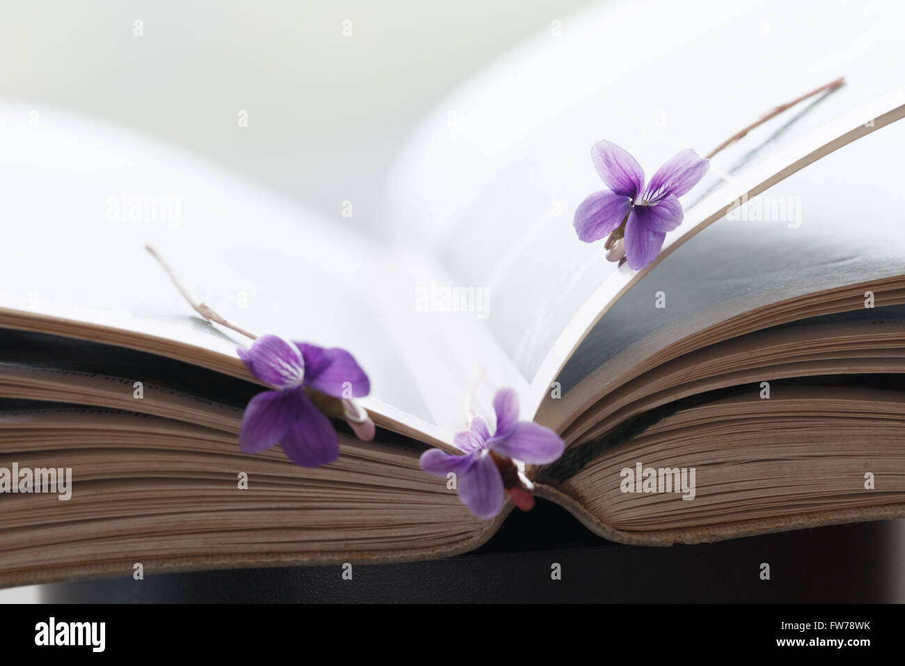 Violet and open book, art background Stock Photo - Alamy