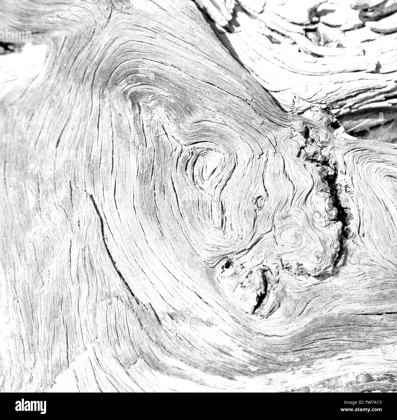 Black pine barck texture detail Black and White Stock Photos & Images ...