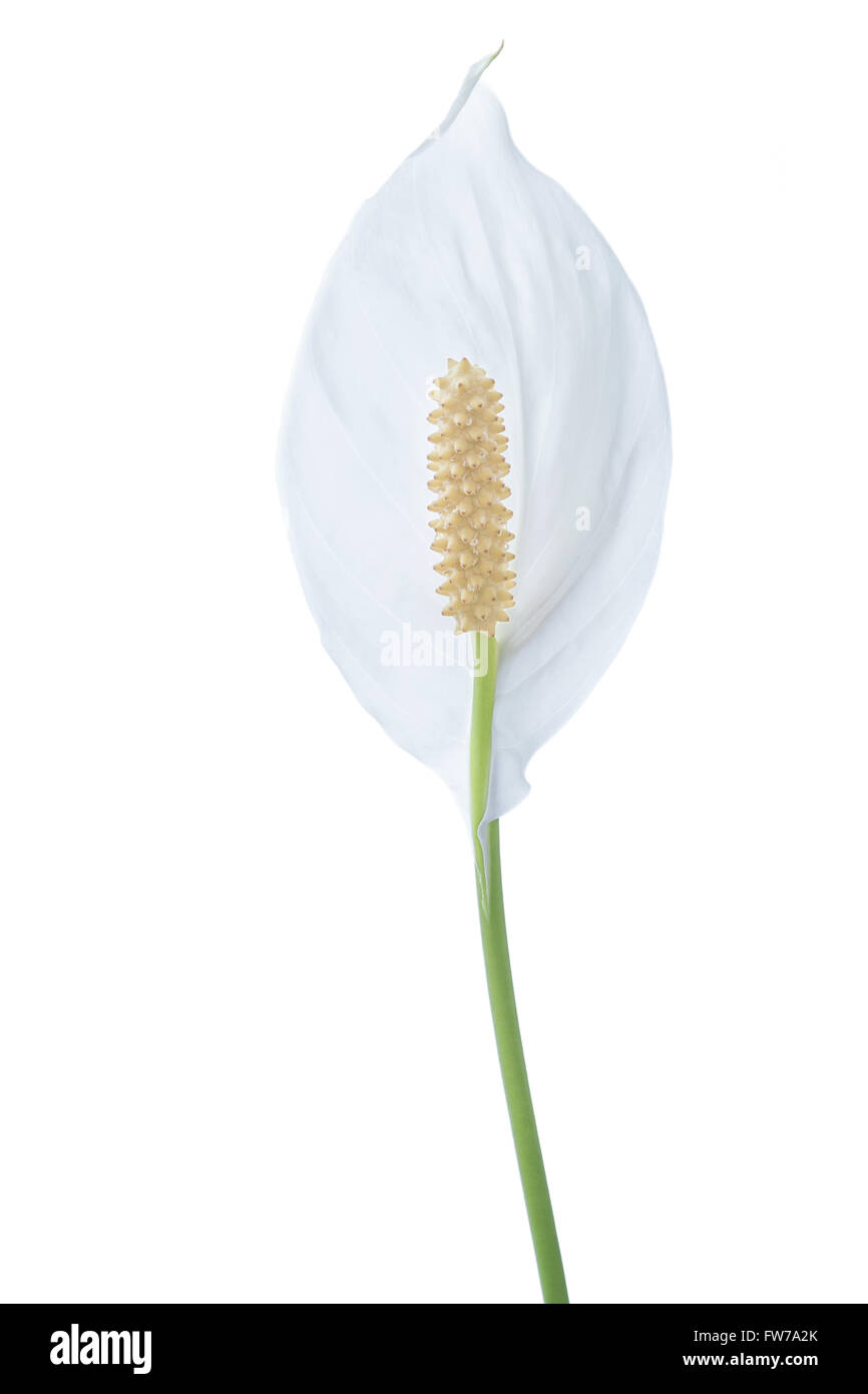 Single peace lily flower with long stem isolated against white ...