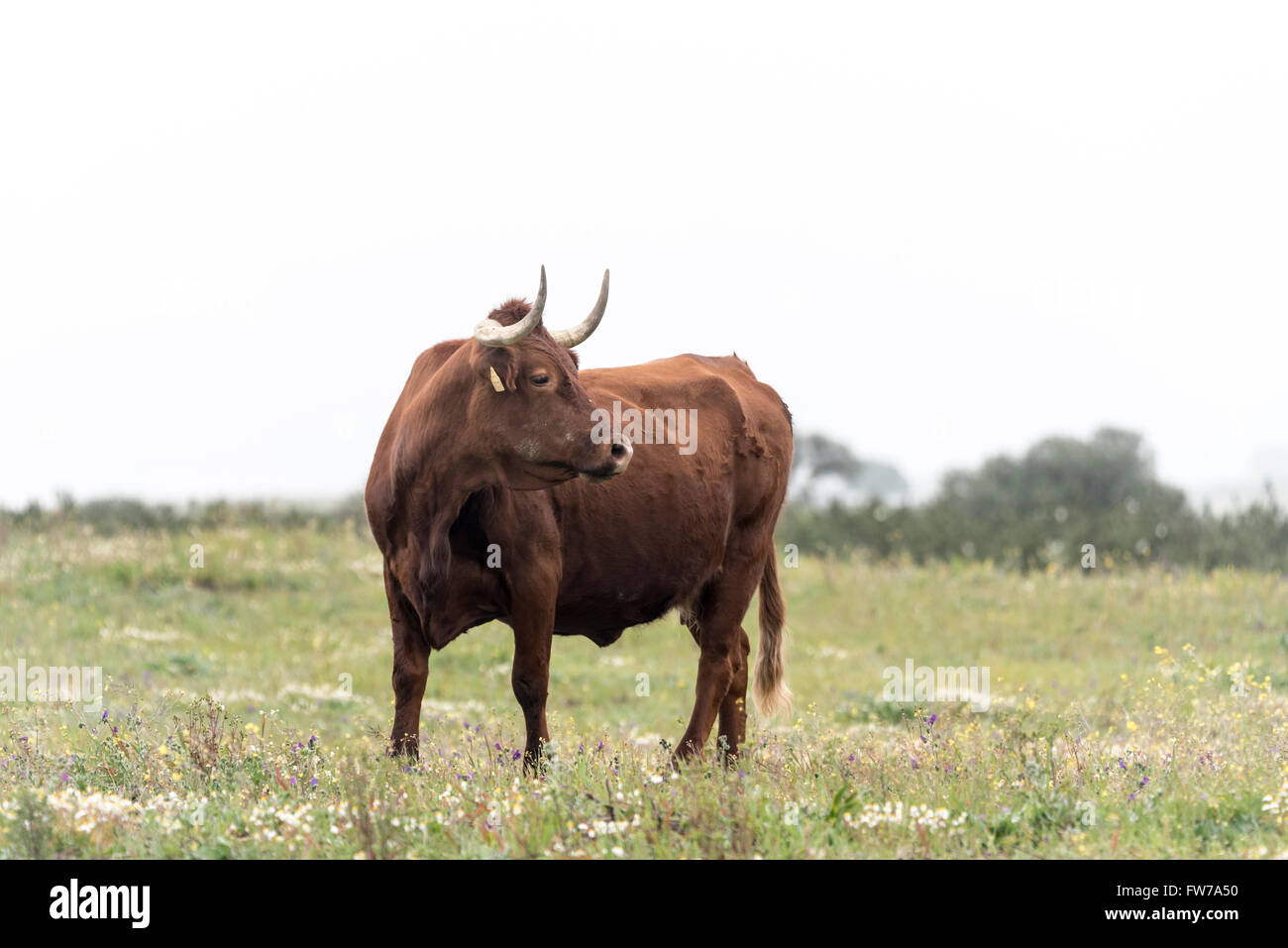 Bull breed standing hi-res stock photography and images - Alamy
