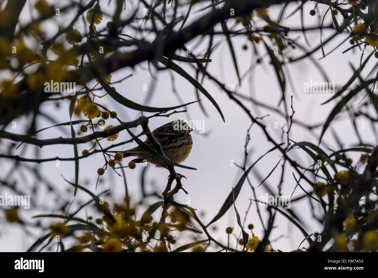 Serin finch hi-res stock photography and images - Alamy