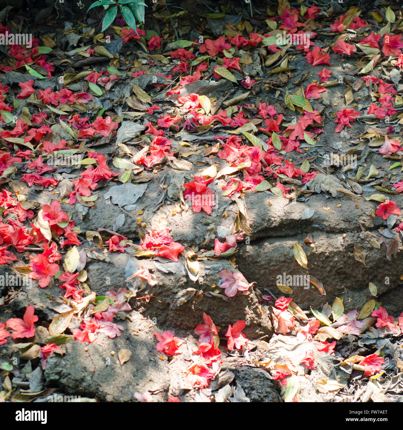 Azalea fall on the ground Stock Photo - Alamy
