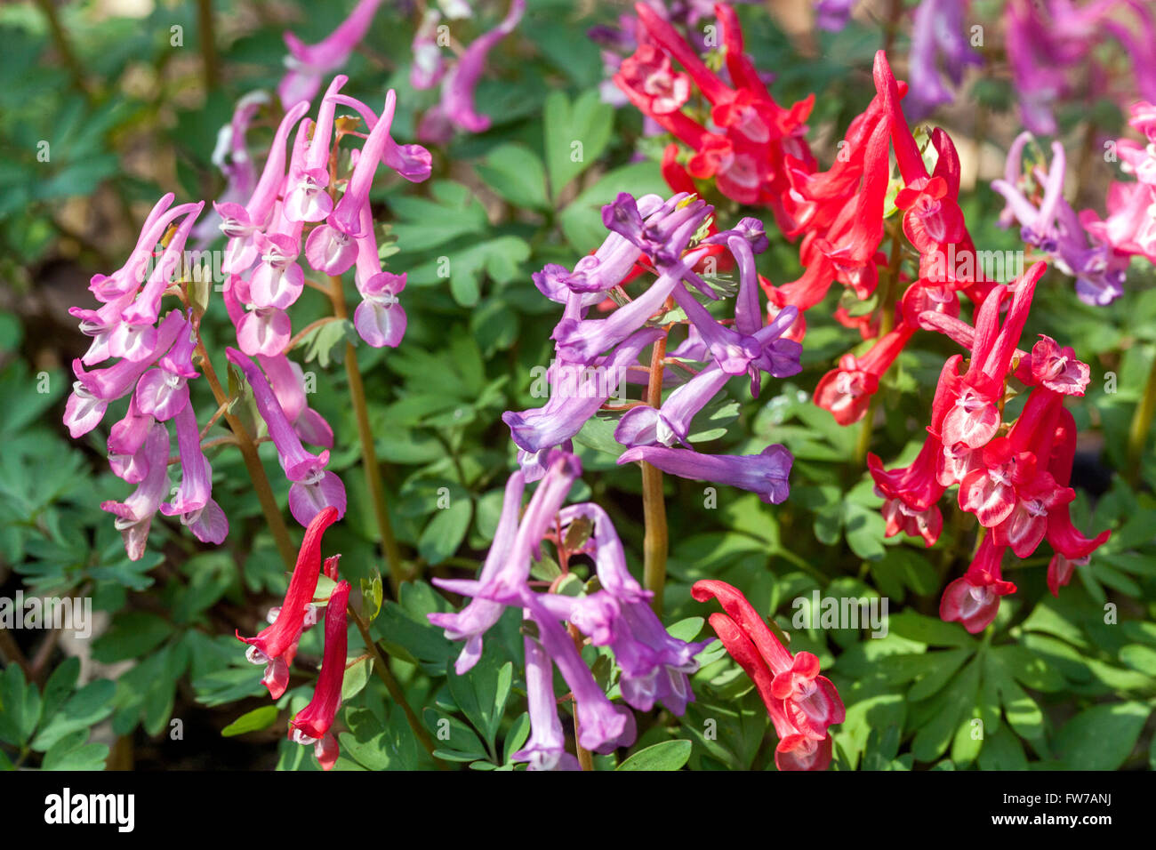 Corydalis solida 'Beth Evans', Fumewort Corydalis Beth Evans Stock ...