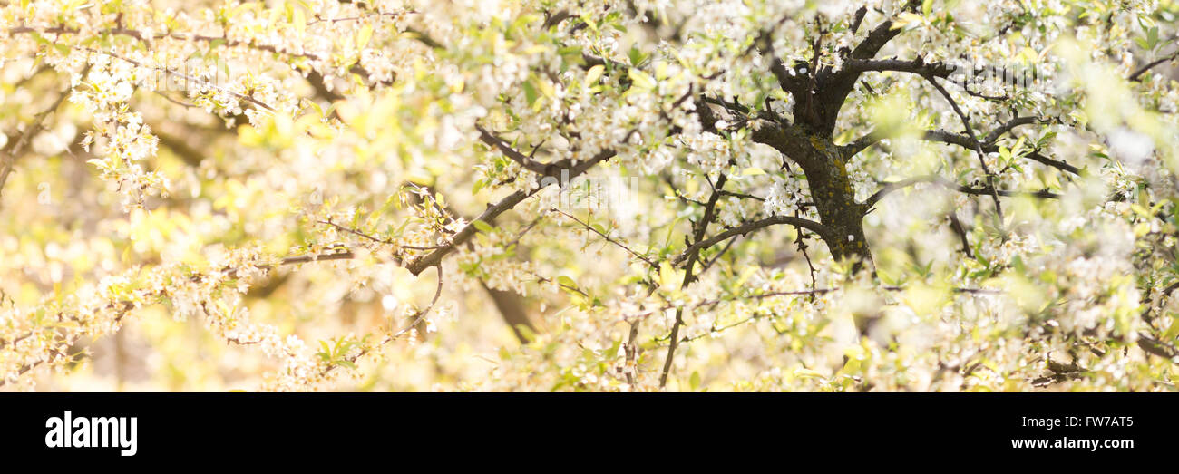 Nature photo background, horizontal format Stock Photo - Alamy