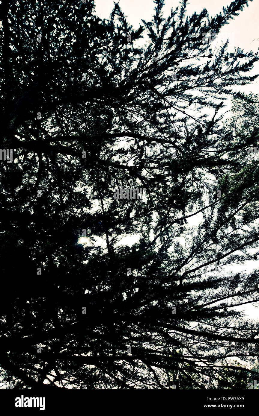 Branches in the wind hi-res stock photography and images - Alamy