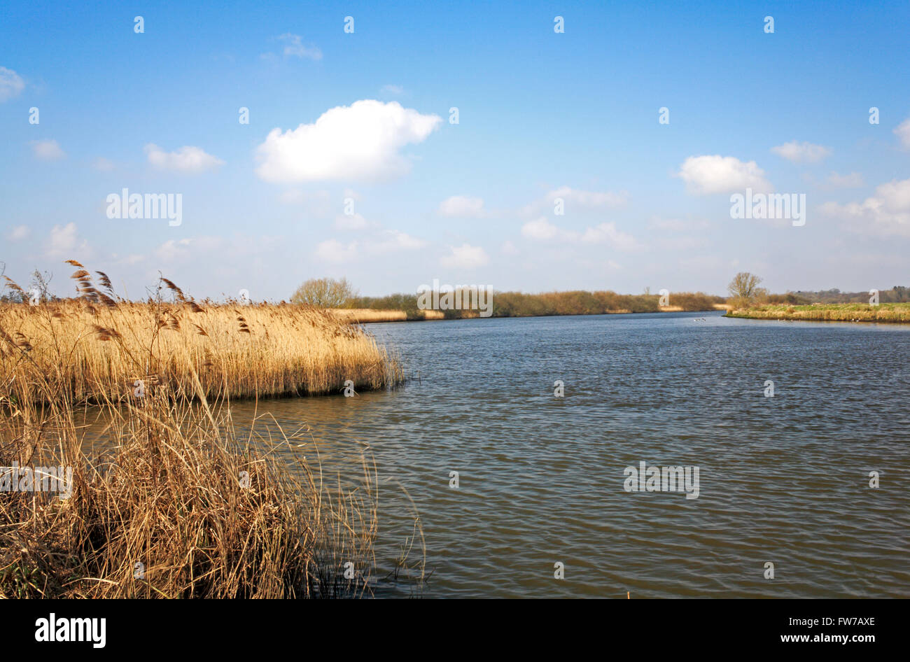 Short Dike from Rockland Broad entering the River Yare at Rockland St ...