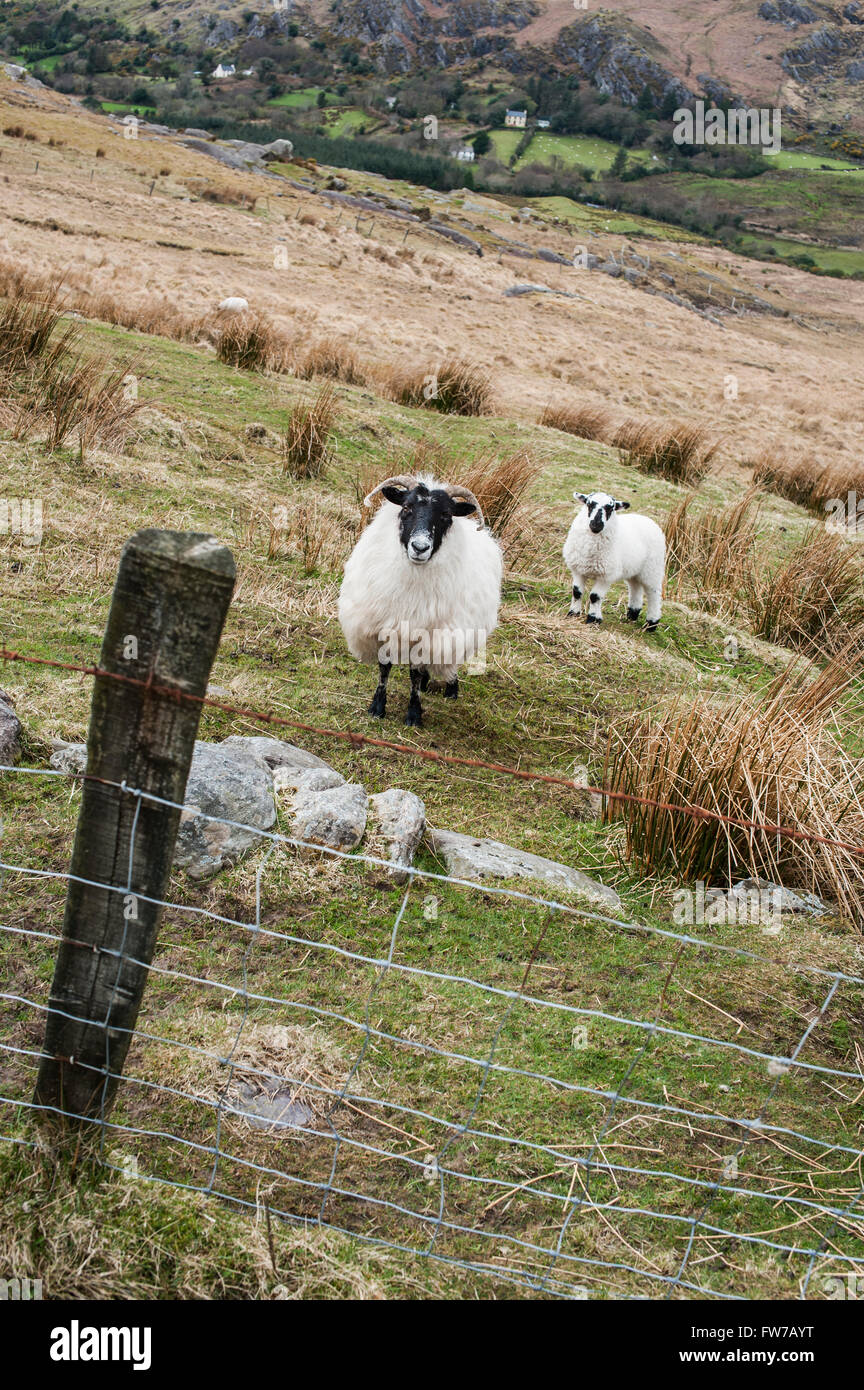 Two sheep in a field behind a fence, Ireland Stock Photo - Alamy
