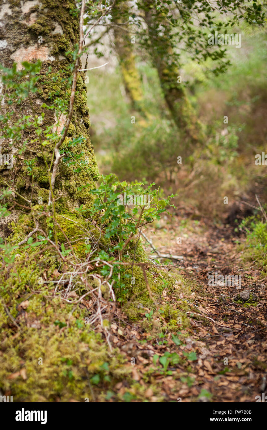 Empty pathway hi-res stock photography and images - Alamy