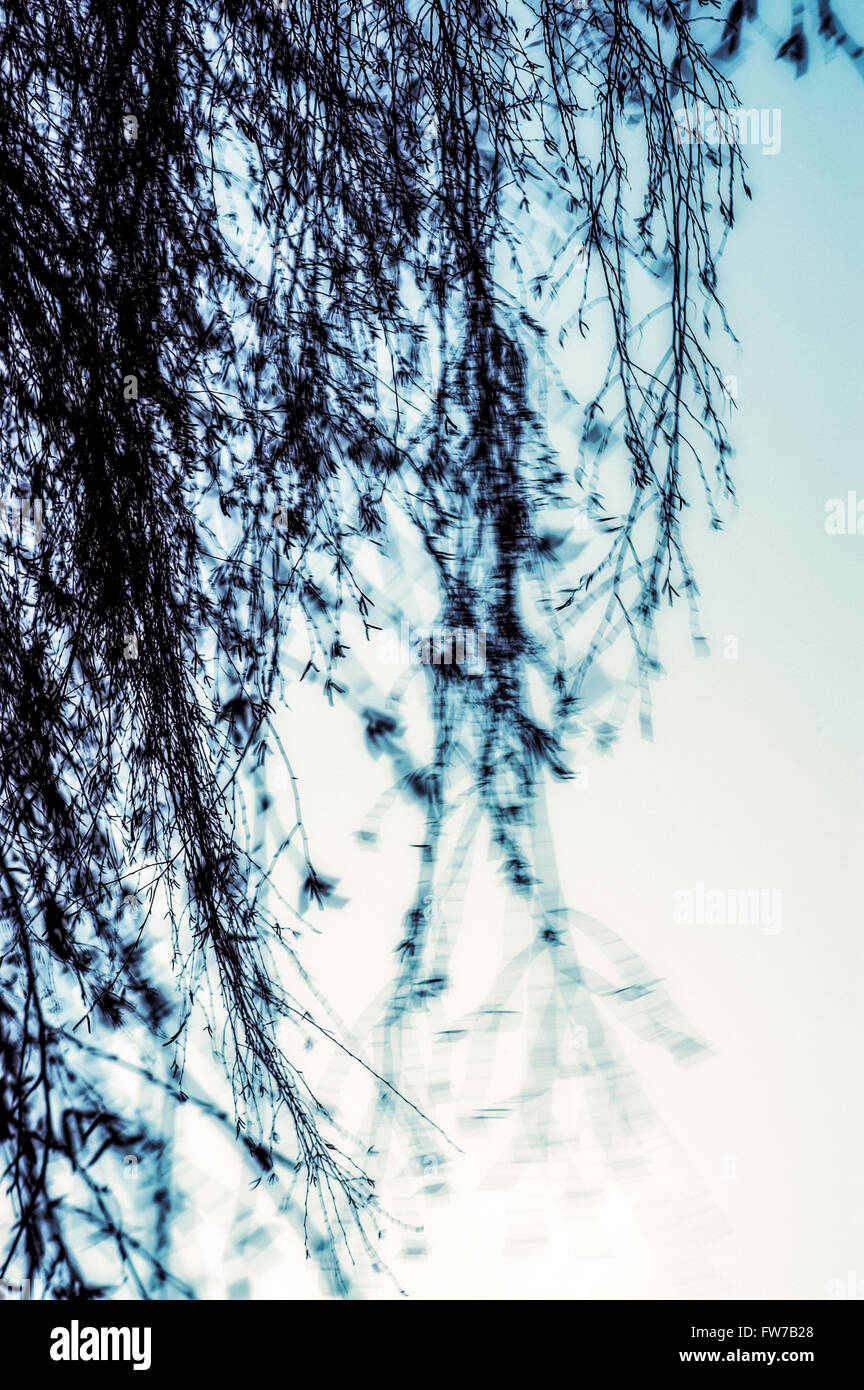 Wind blown branches hi-res stock photography and images - Alamy