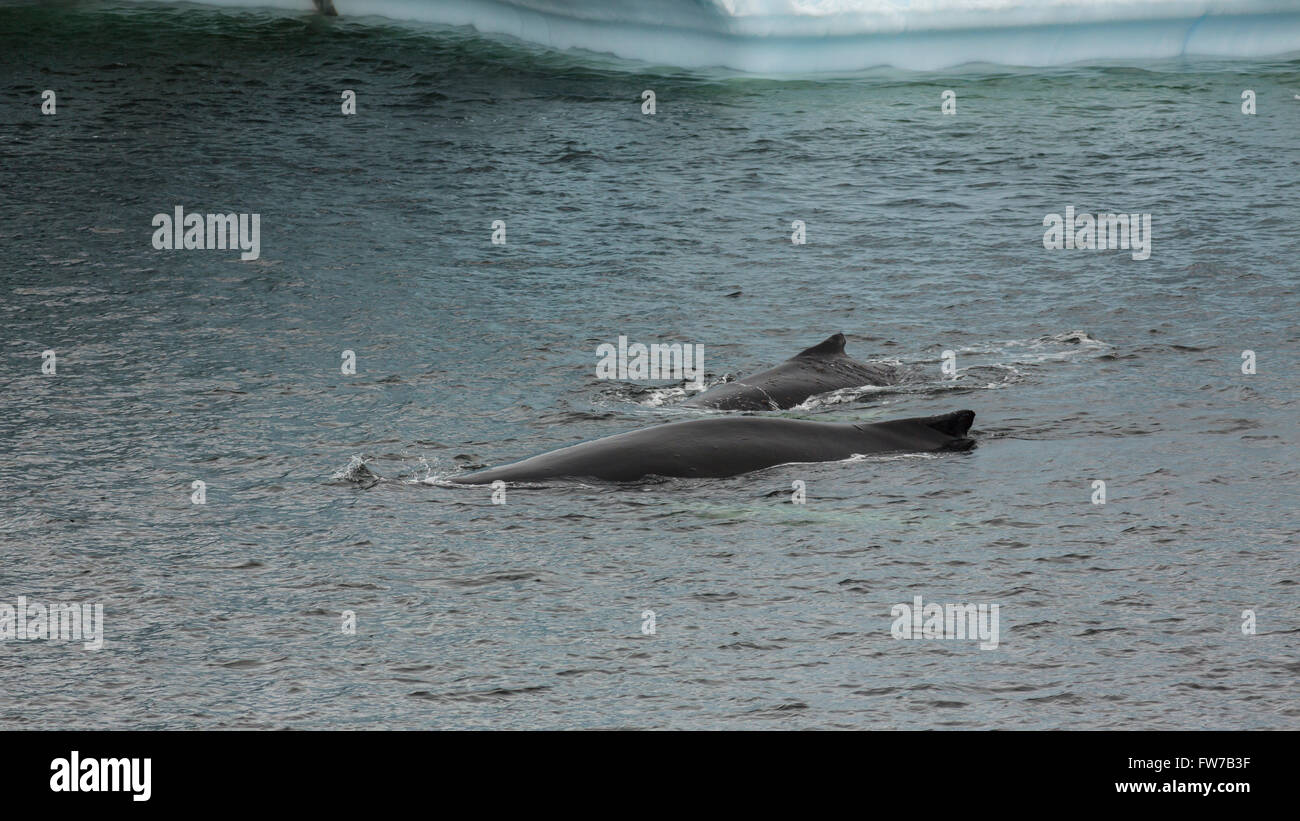 Humpback whales in the waters of Paradise Bay, Antarctic Peninsula, Antarctica Stock Photo - Alamy