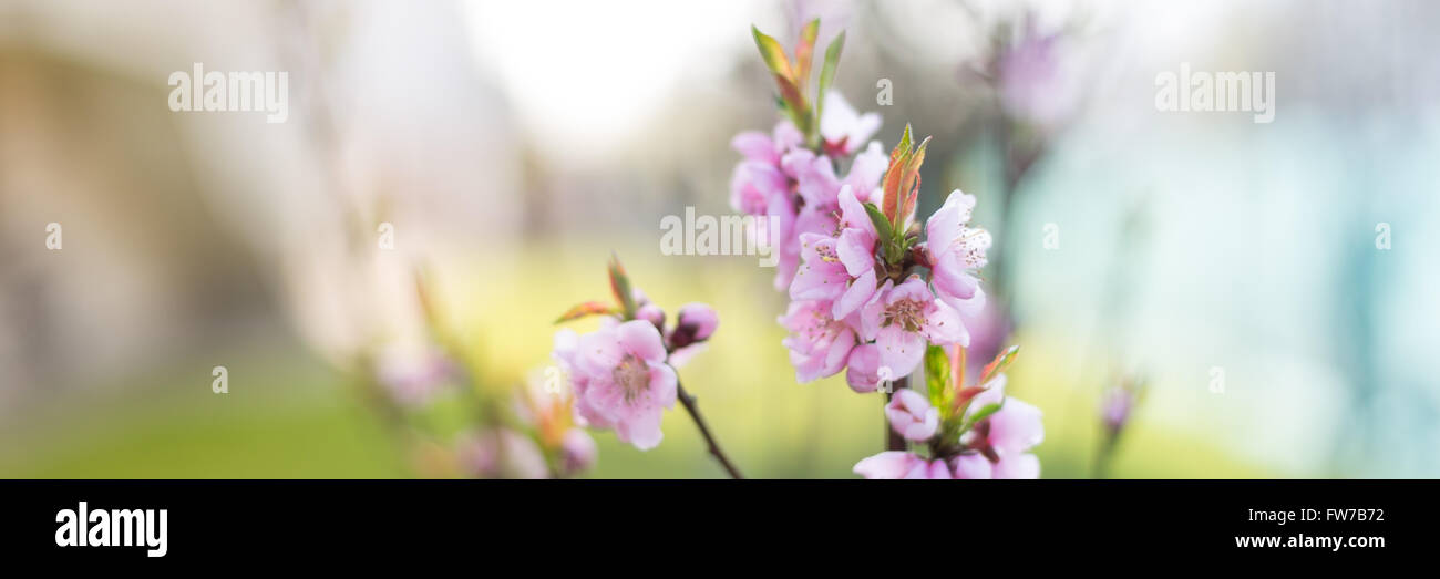 Nature photo background, horizontal format Stock Photo - Alamy
