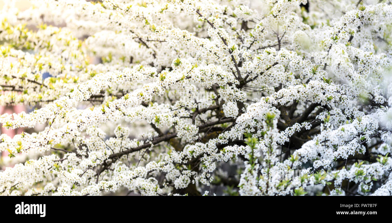 Nature photo background, horizontal format Stock Photo - Alamy