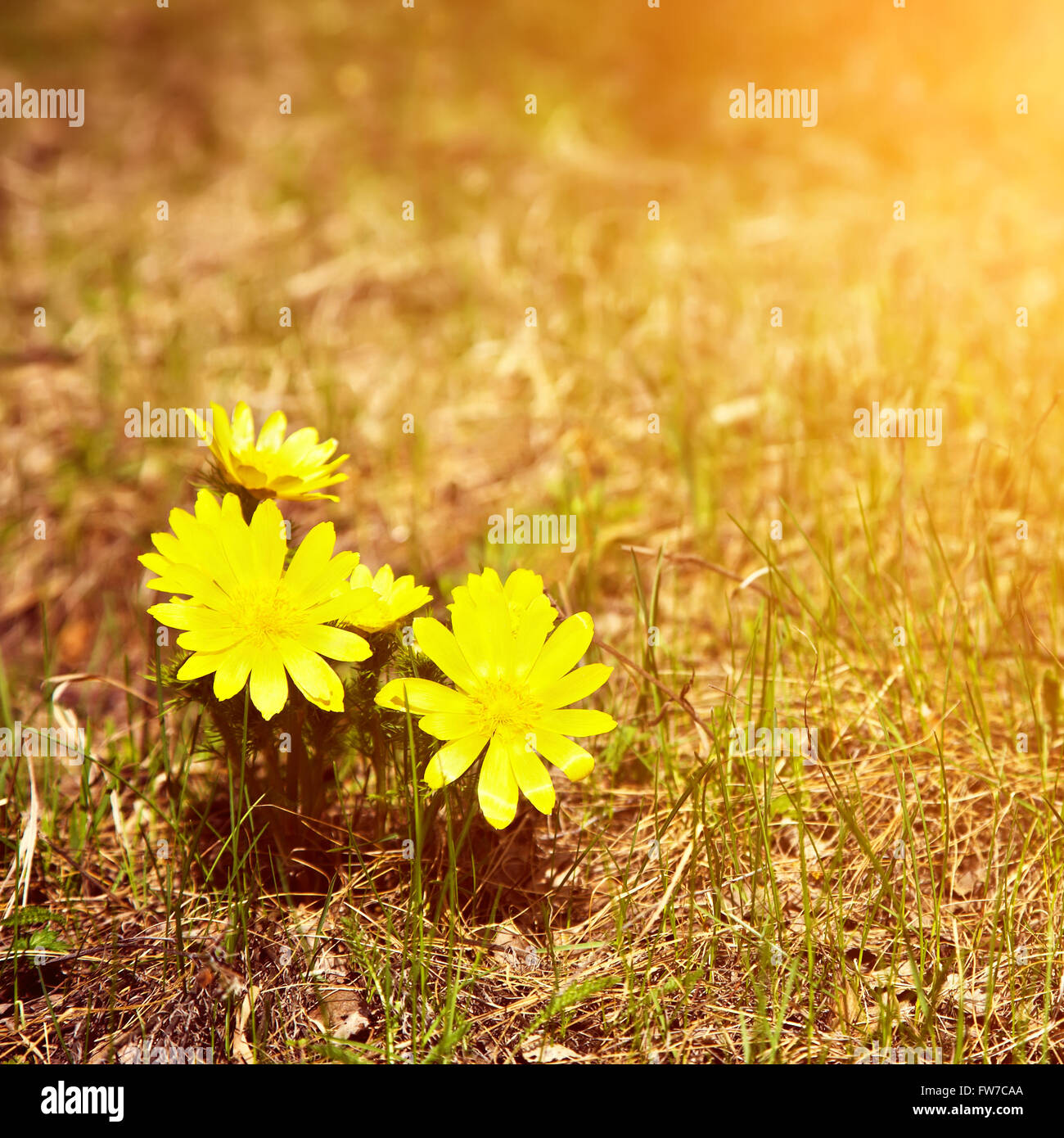 Summer summertime spring springtime outside outdoor hi-res stock ...