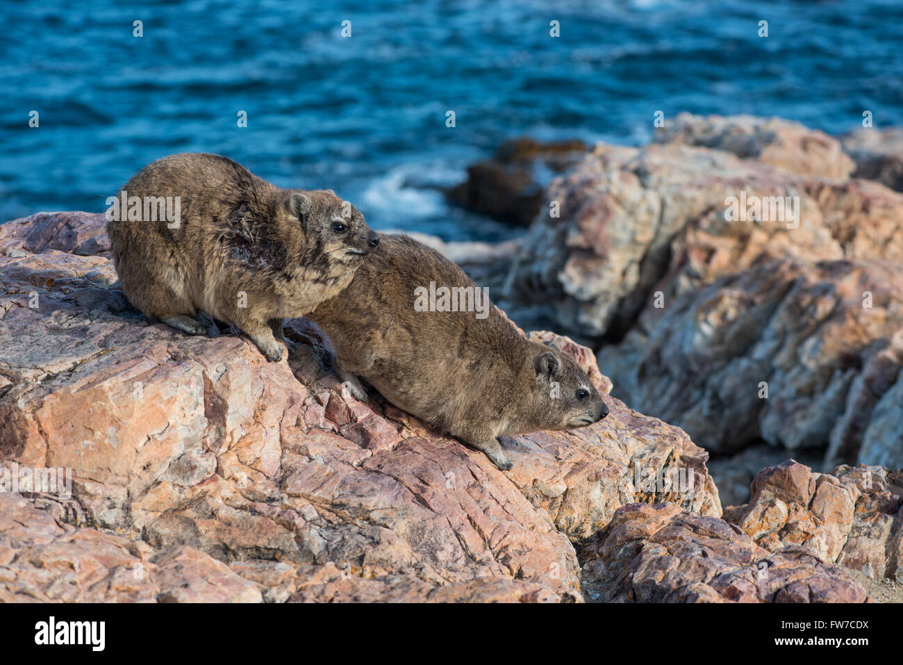 Two dassies on the rocks at Hermanus Stock Photo - Alamy