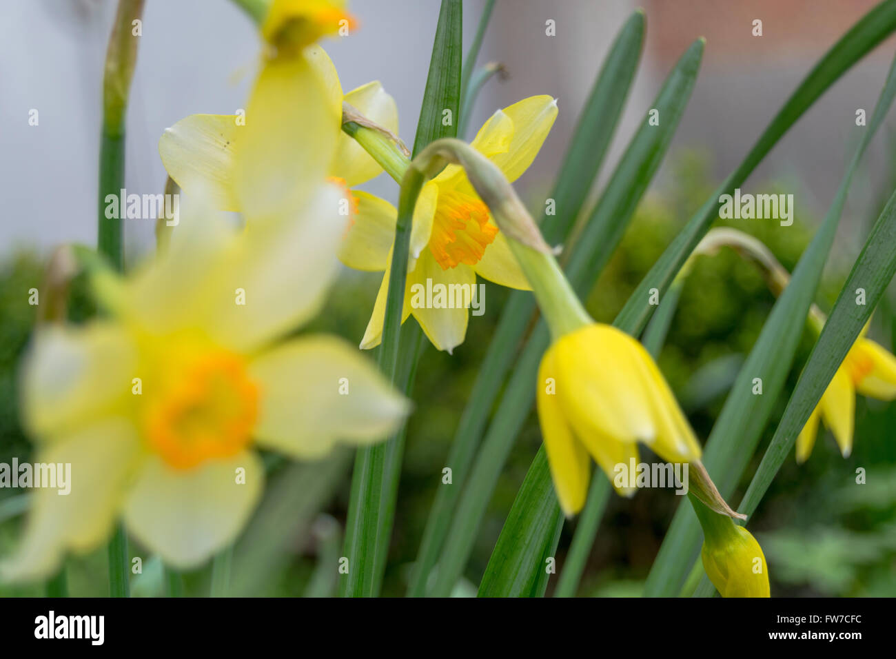 A beautiful image showing phases of flowers under blossoming Stock ...