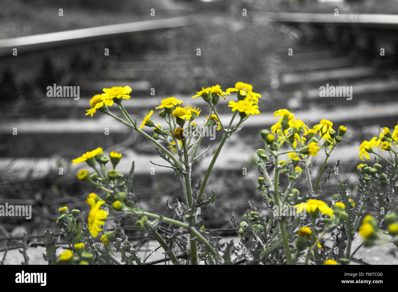 Train and flowers hi-res stock photography and images - Alamy