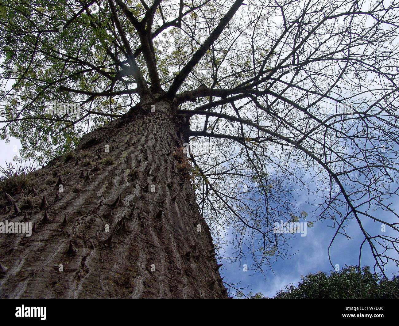 Pau brasil tree hi-res stock photography and images - Alamy