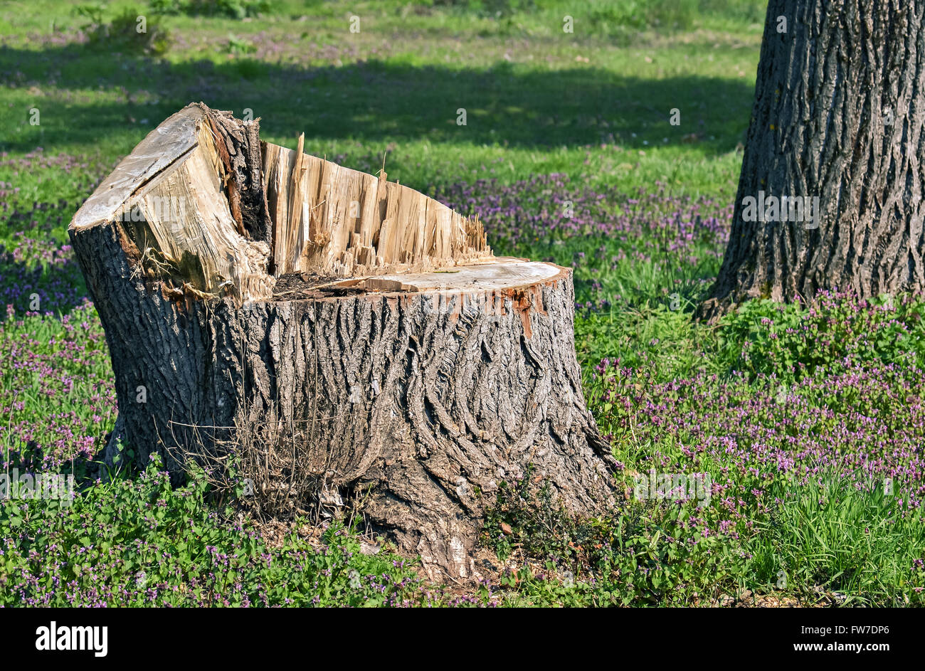 Chop tree hi-res stock photography and images - Alamy
