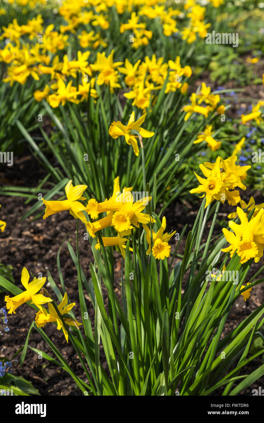 Early Spring Flowering of Daffodils Stock Photo - Alamy