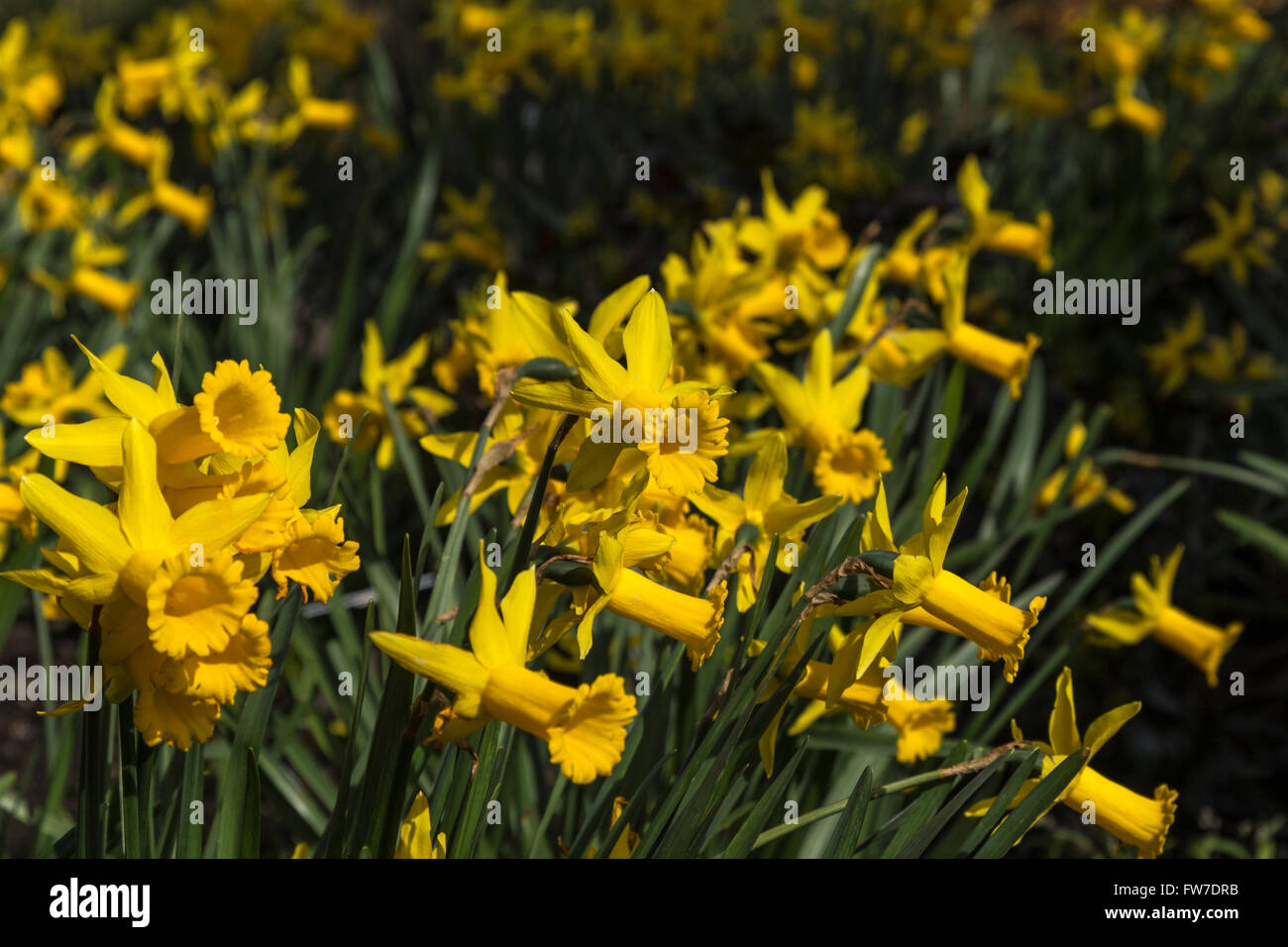 Early Spring Flowering of Daffodils Stock Photo - Alamy