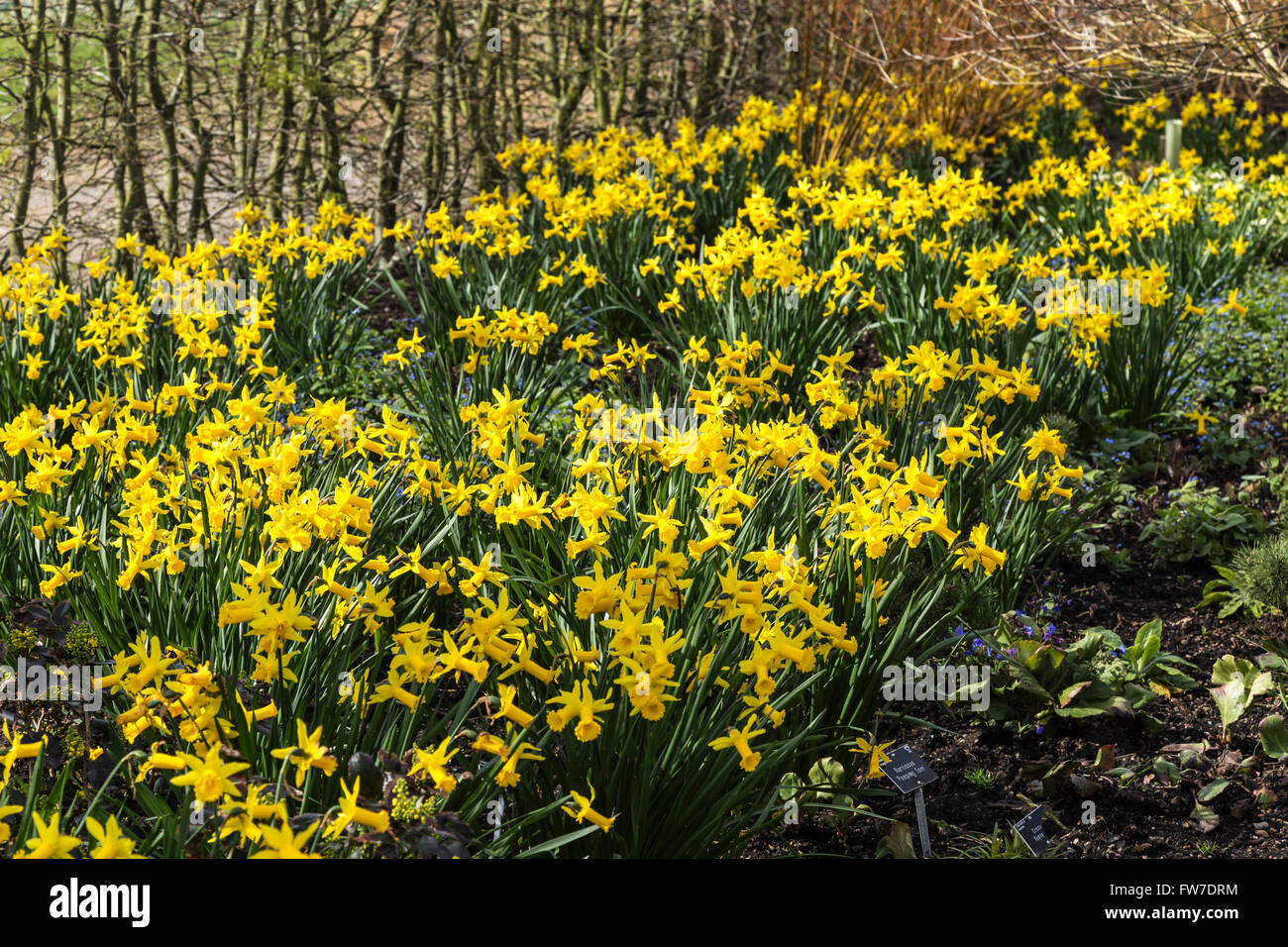 Early Spring Flowering of Daffodils Stock Photo - Alamy