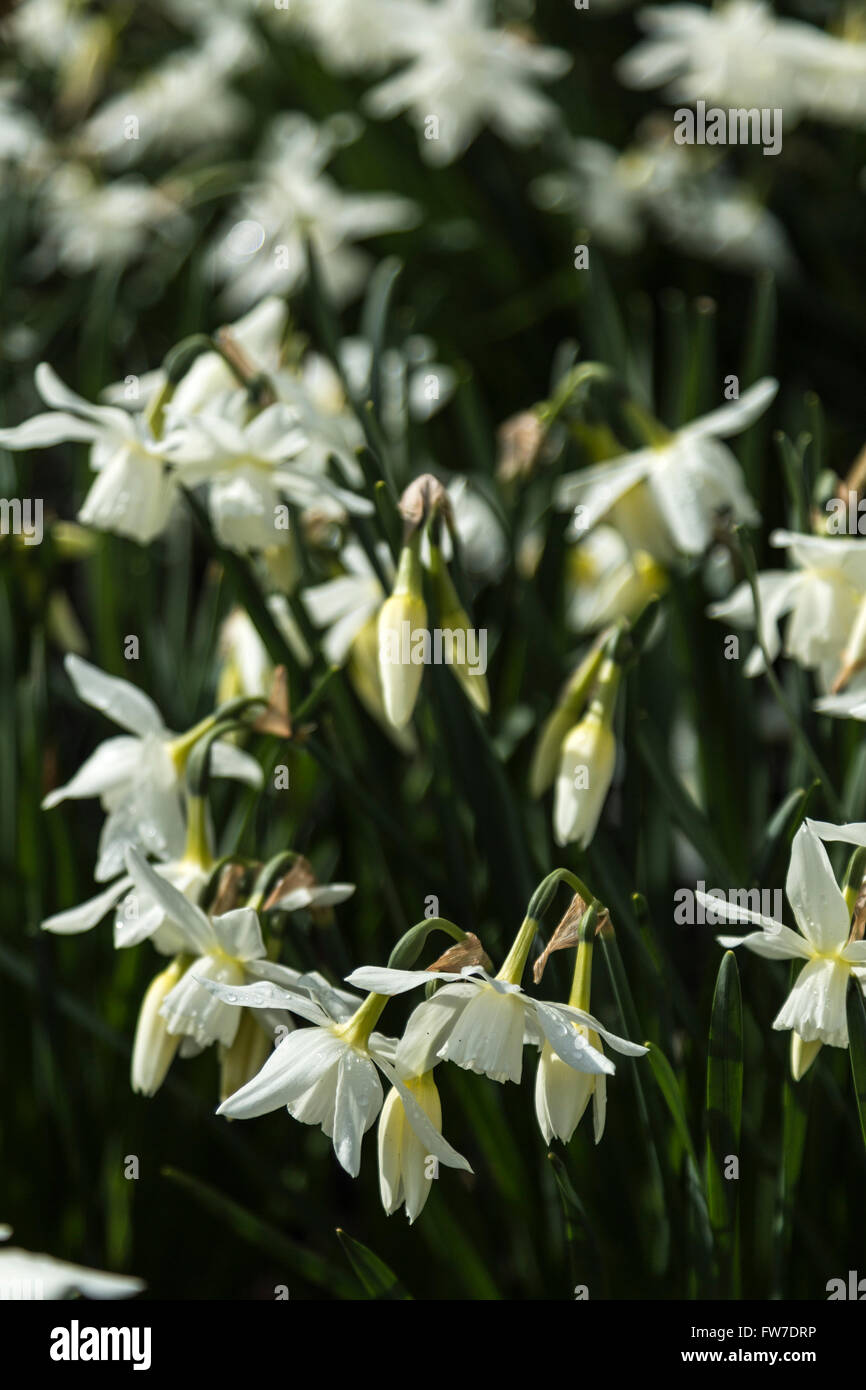 Early Spring Flowering of Daffodils Stock Photo - Alamy