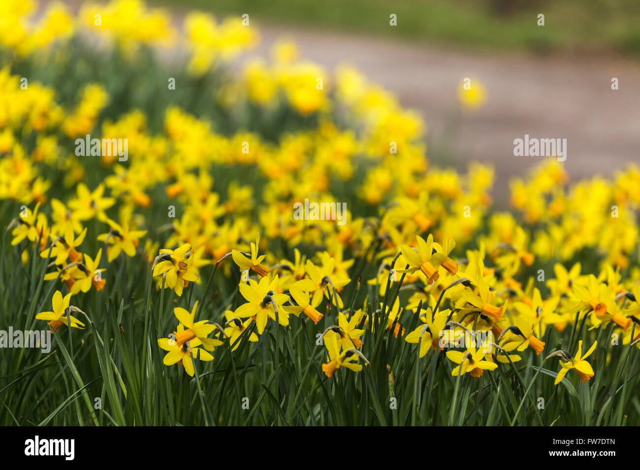 Early Spring Flowering of Daffodils Stock Photo - Alamy