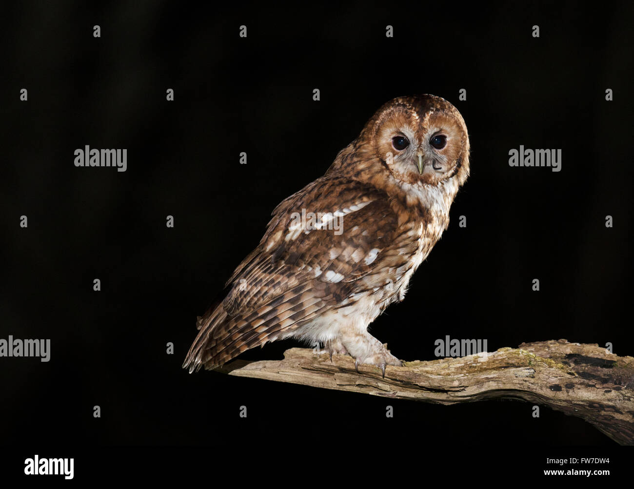 Silent mouse hi-res stock photography and images - Alamy