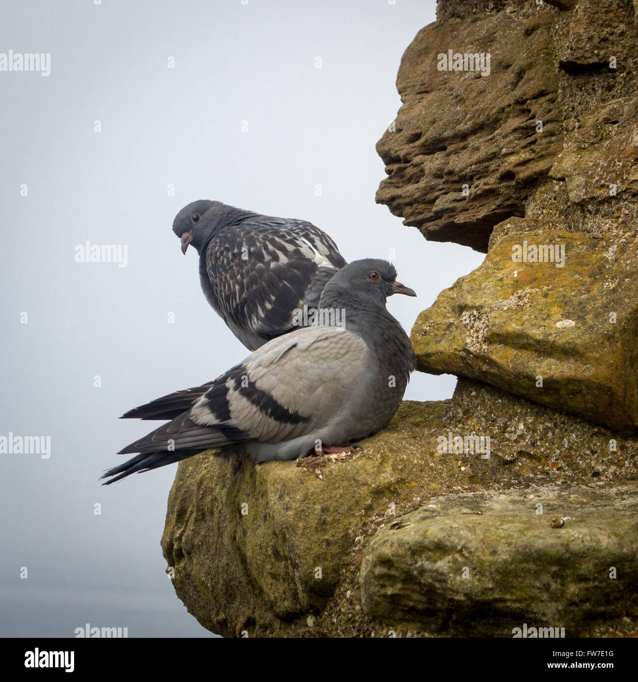 Columba livia scotland cliff hi-res stock photography and images - Alamy